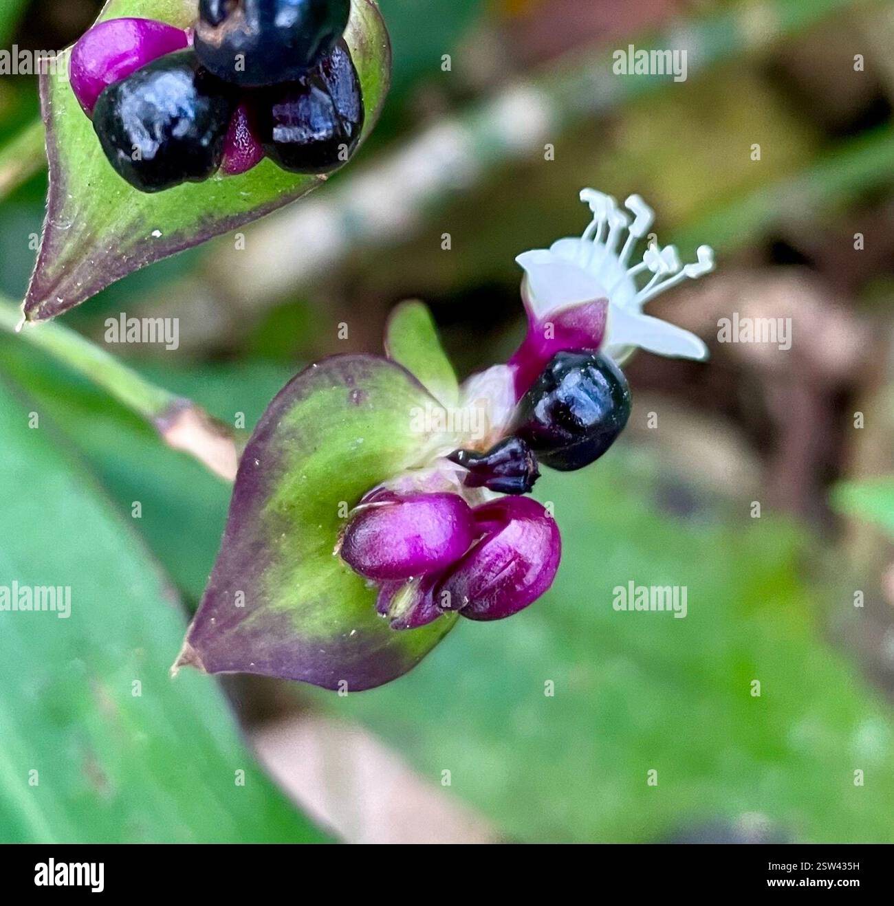 Cohitre Blanco (Tradescantia zanonia), Plantae, Cocle, PA, plante ...
