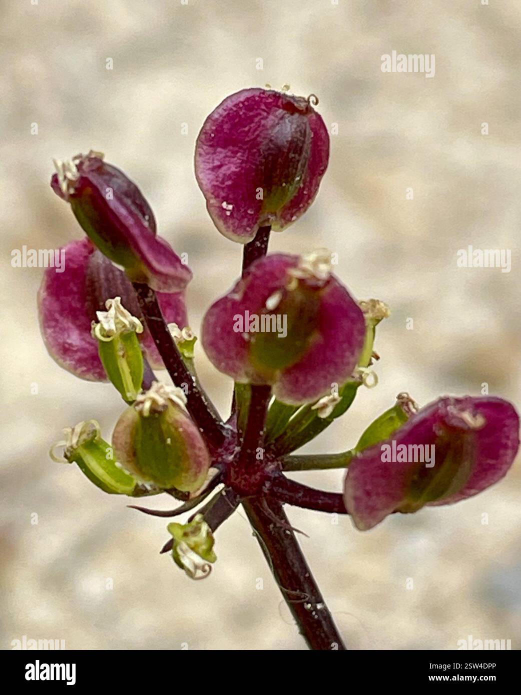 Lomatium à petites feuilles (Lomatium parvifolium), Plantae, Californie ...