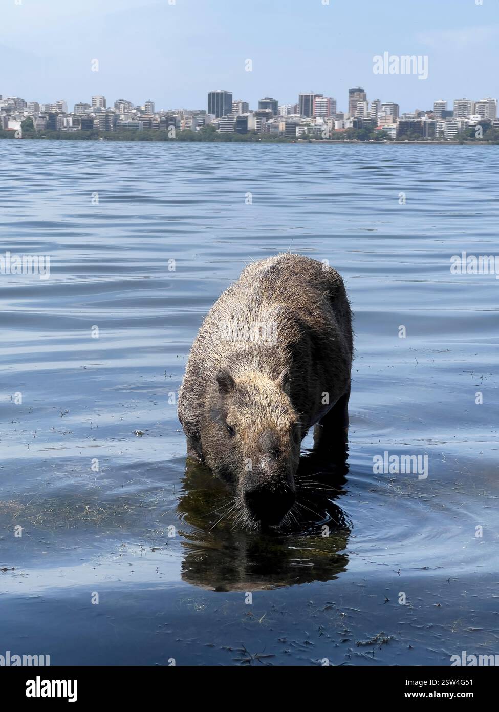 20 février 2025, Rio de Janeiro, Rio de Janeiro, Brésil : un capybara ...