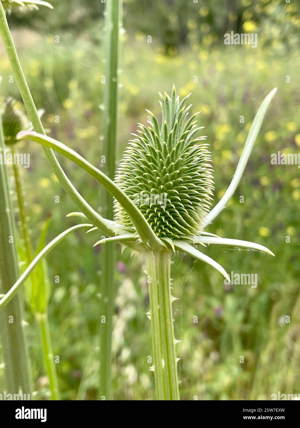 Teasel de Fuller (Dipsacus sativus), Plantae, Henry W. Coe State Park ...