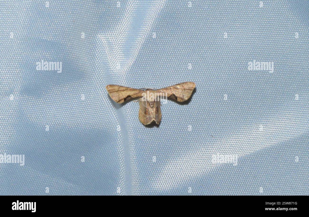 Phazaca leucocera Banque de photographies et d’images à haute ...