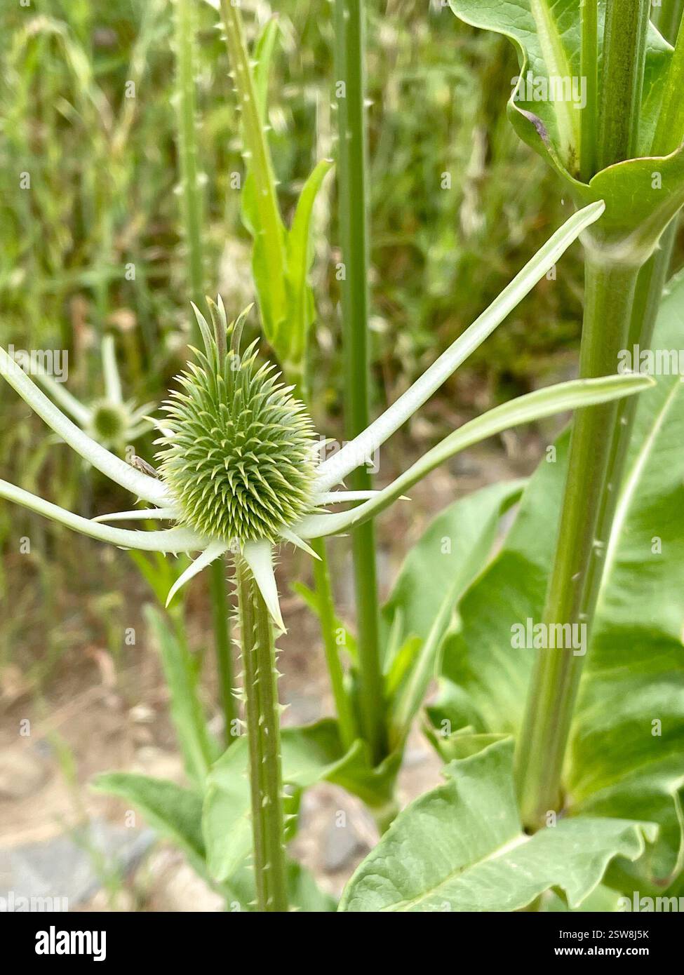 Teasel de Fuller (Dipsacus sativus), Plantae, Henry W. Coe State Park ...