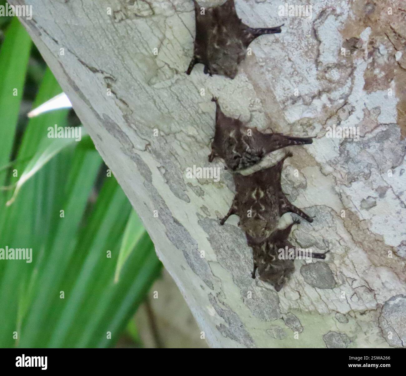 Chauve-souris proboscis (Rhynchonycteris naso), Mammalia, Gatun Lake ...