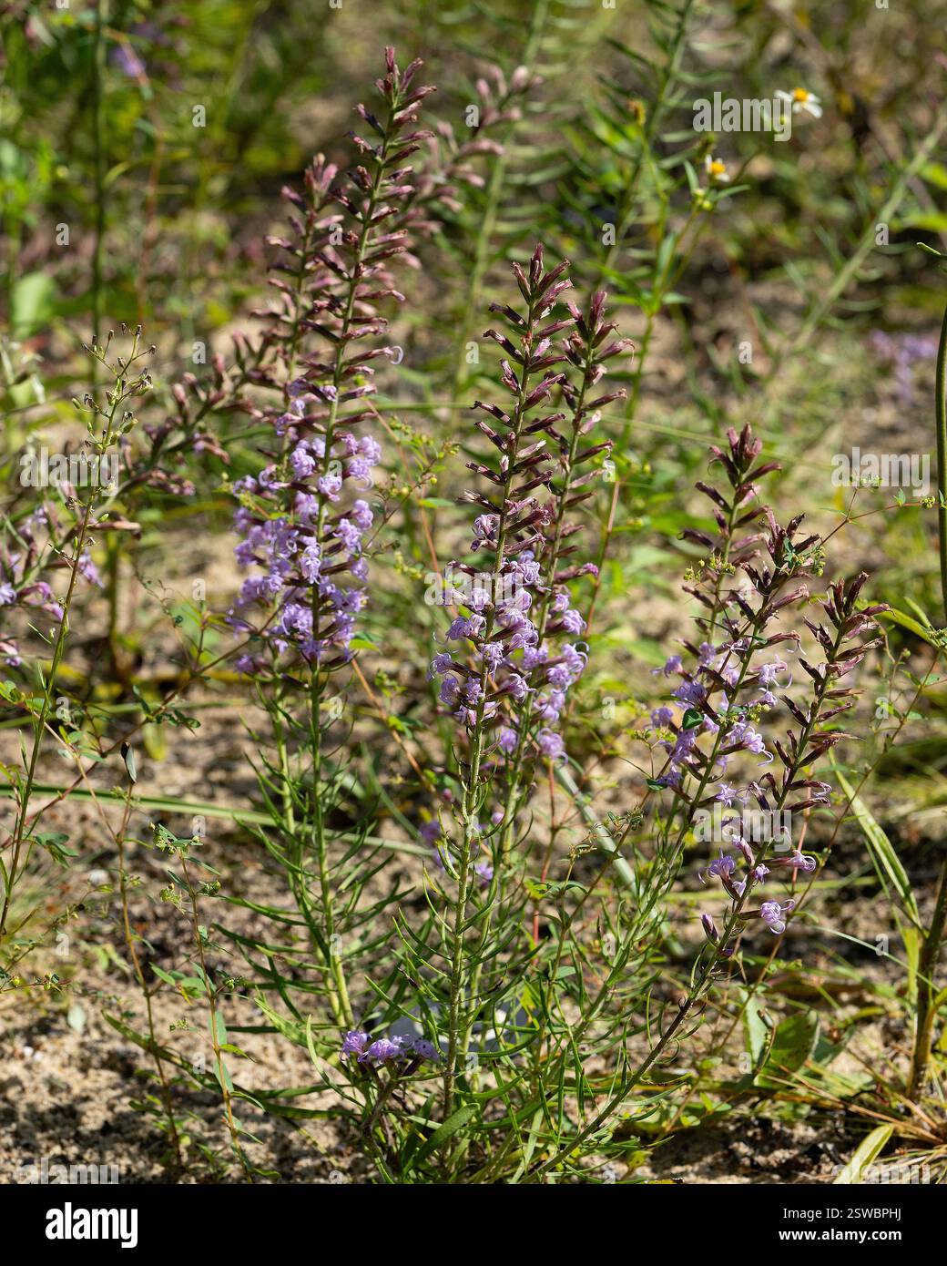 Les feuilles et les fleurs violettes de l'étoile flamboyante de Godfrey ...