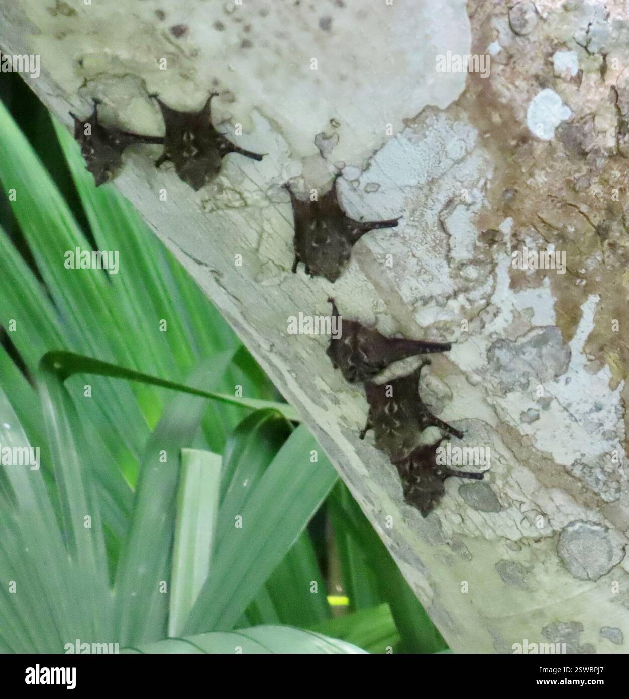 Chauve-souris proboscis (Rhynchonycteris naso), Mammalia, Gatun Lake ...