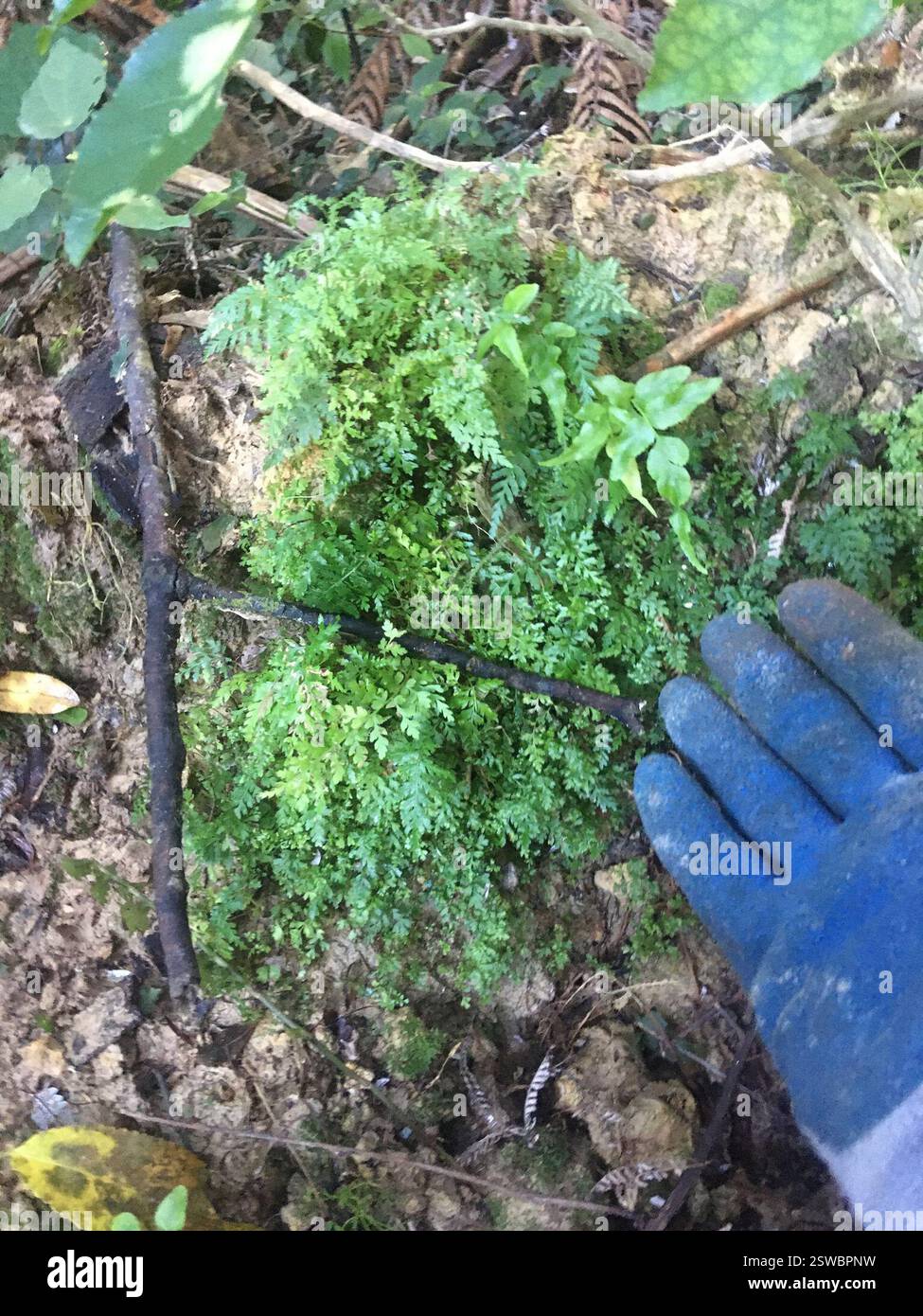 Kiokio (Blechnum novae-zelandiae), Plantae, quartier de Kauri Park ...