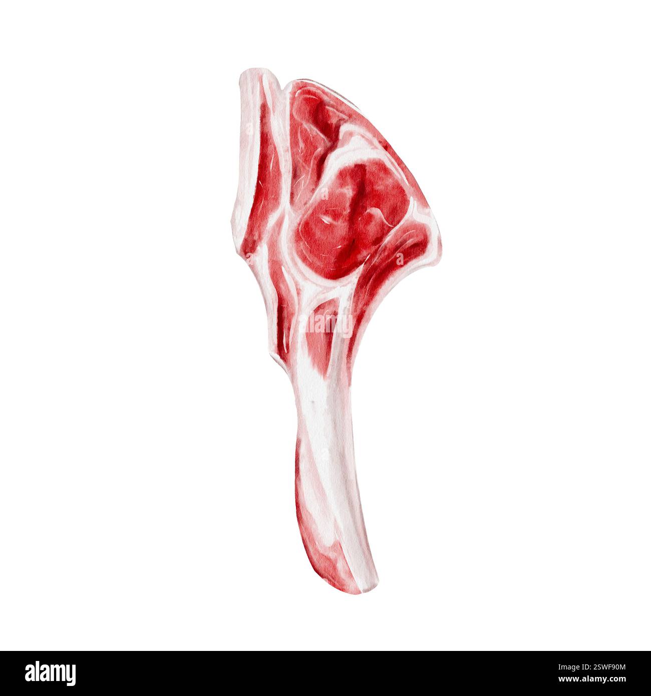 Un morceau de viande sur un os. Côte avec de la viande. steak barbecue ...