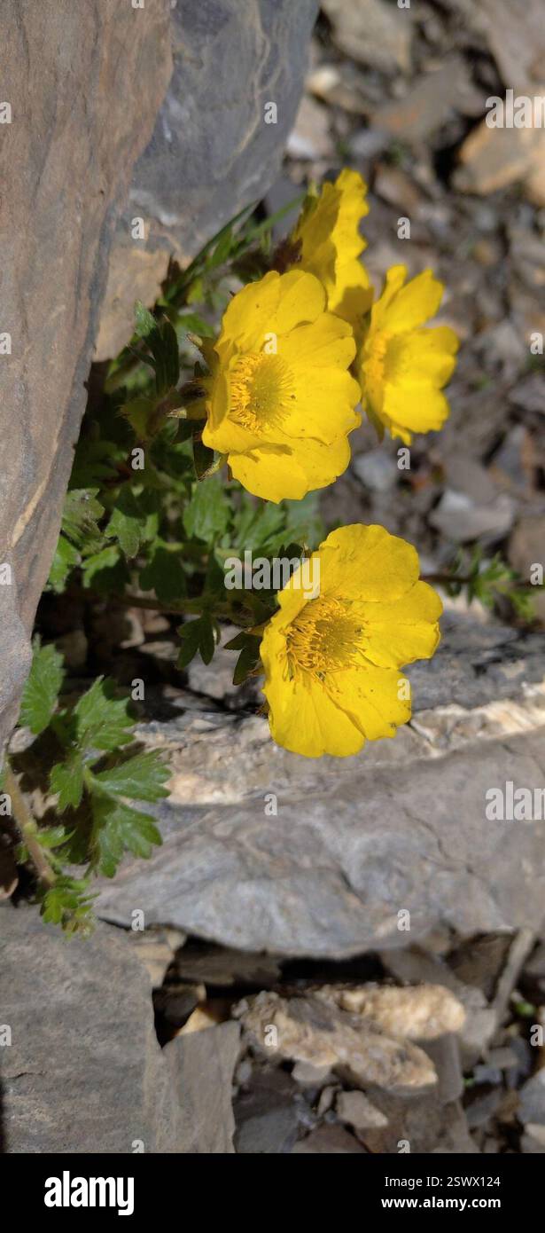 Creeping avens avens geum reptans Banque de photographies et d’images à ...