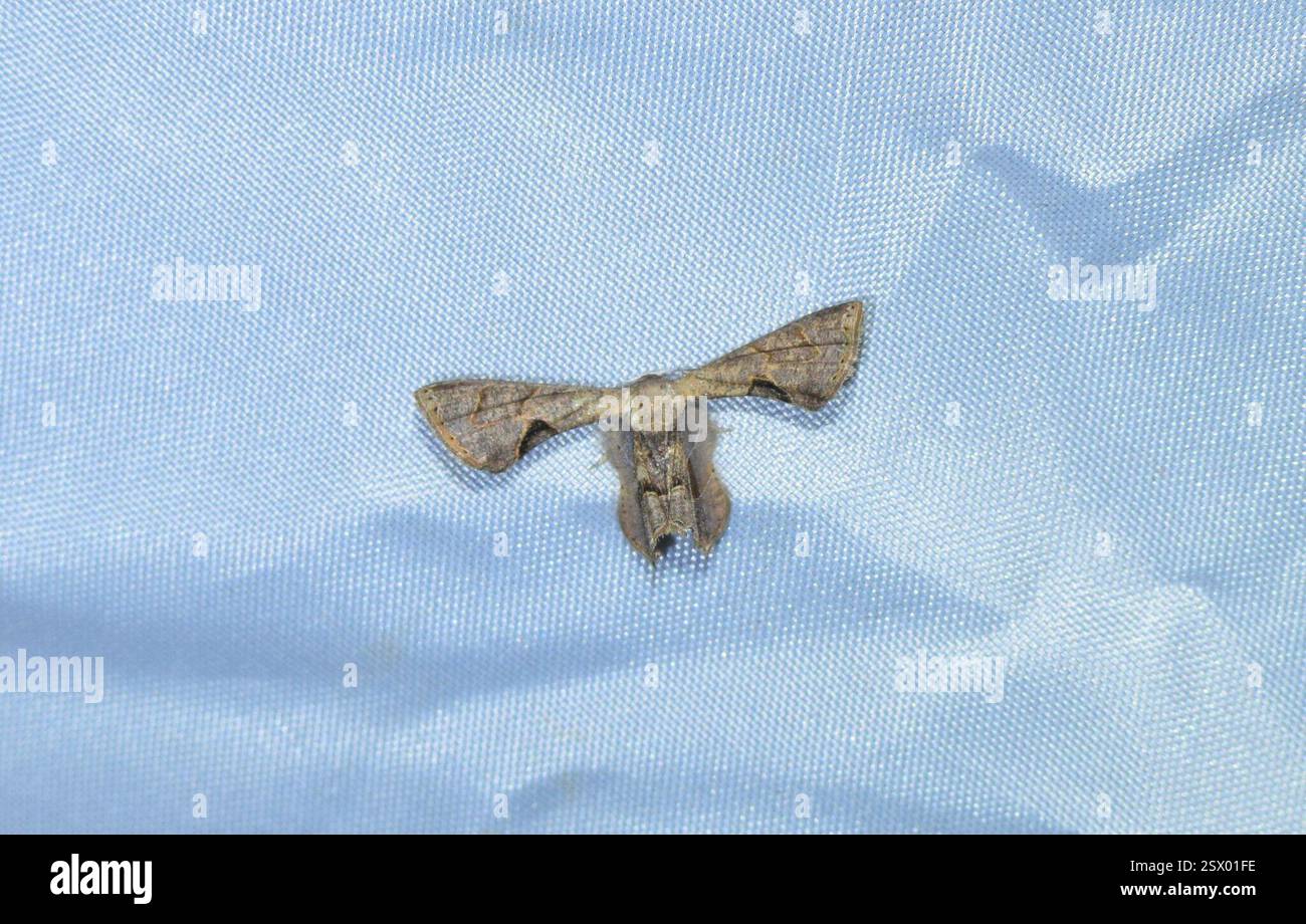 Phazaca leucocera Banque de photographies et d’images à haute ...