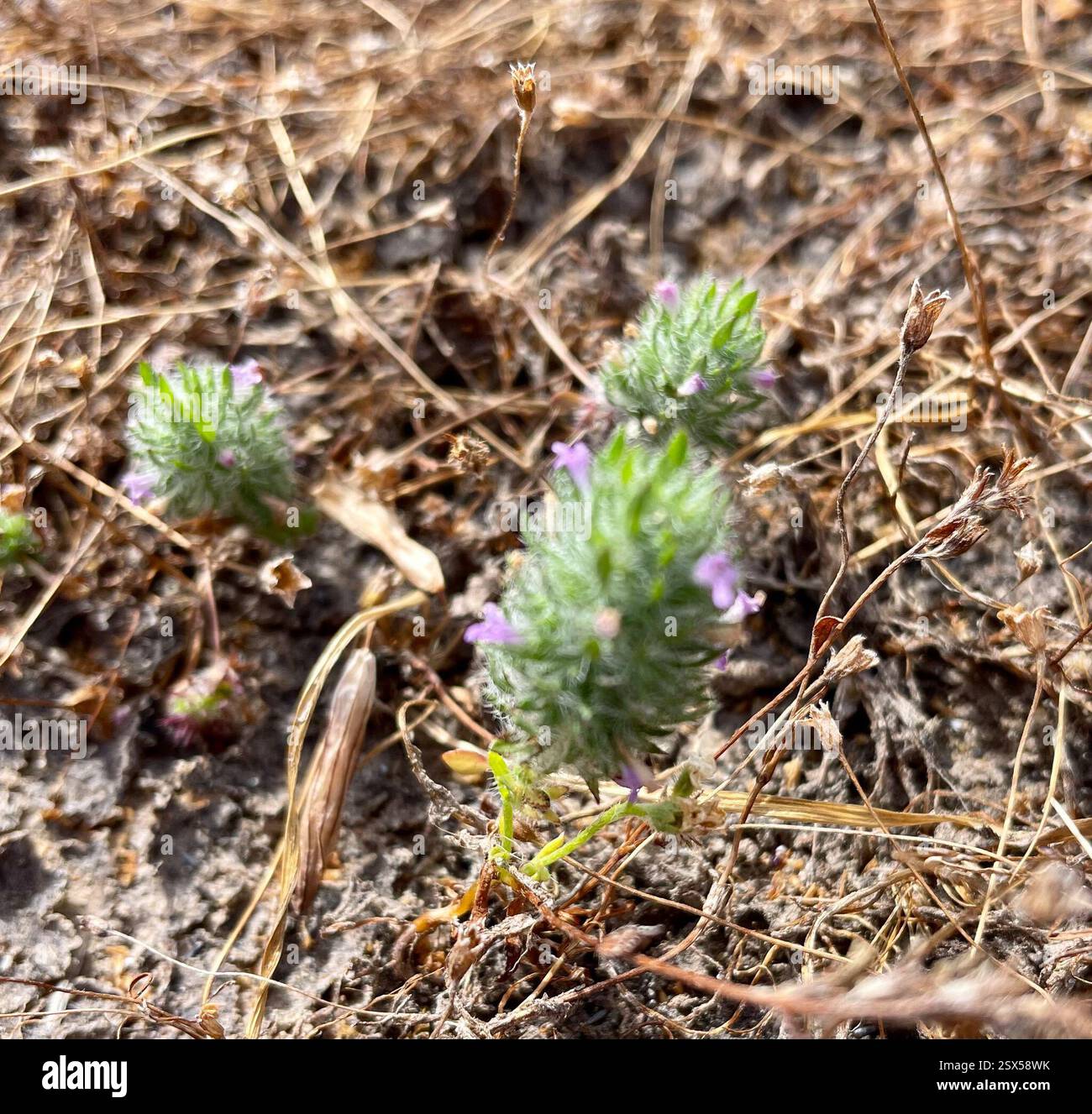 Pogogyne à feuilles de thym (Pogogyne serpylloides), Plantae, Fort Ord ...