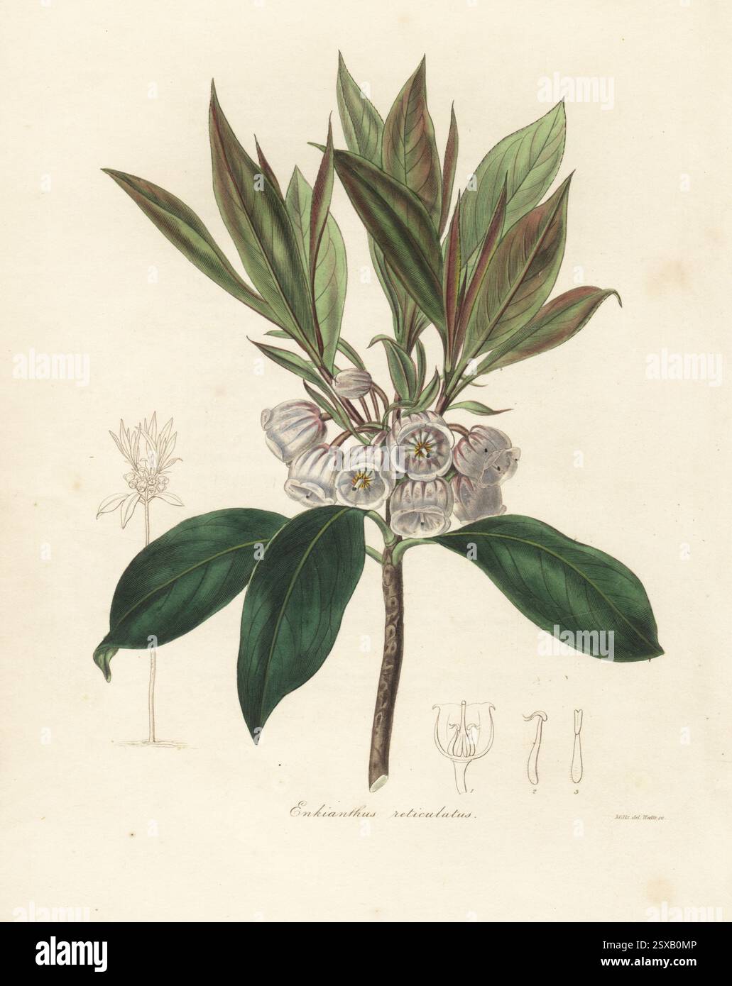 Enkianthus quinqueflorus (Enkianthus, Enkiathus reticulatus). Spécimen ...