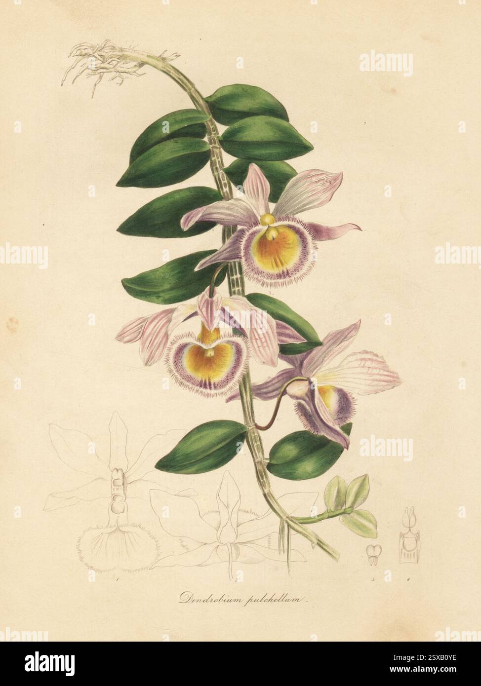 L'orchidée dendrobium de Loddiges, Dendrobium loddigesii. Originaire du ...