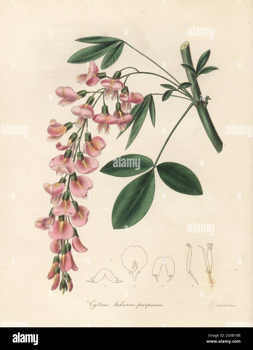 Laburnum violet, Laburnum anagyroides, flore purpureo. Hybride ...