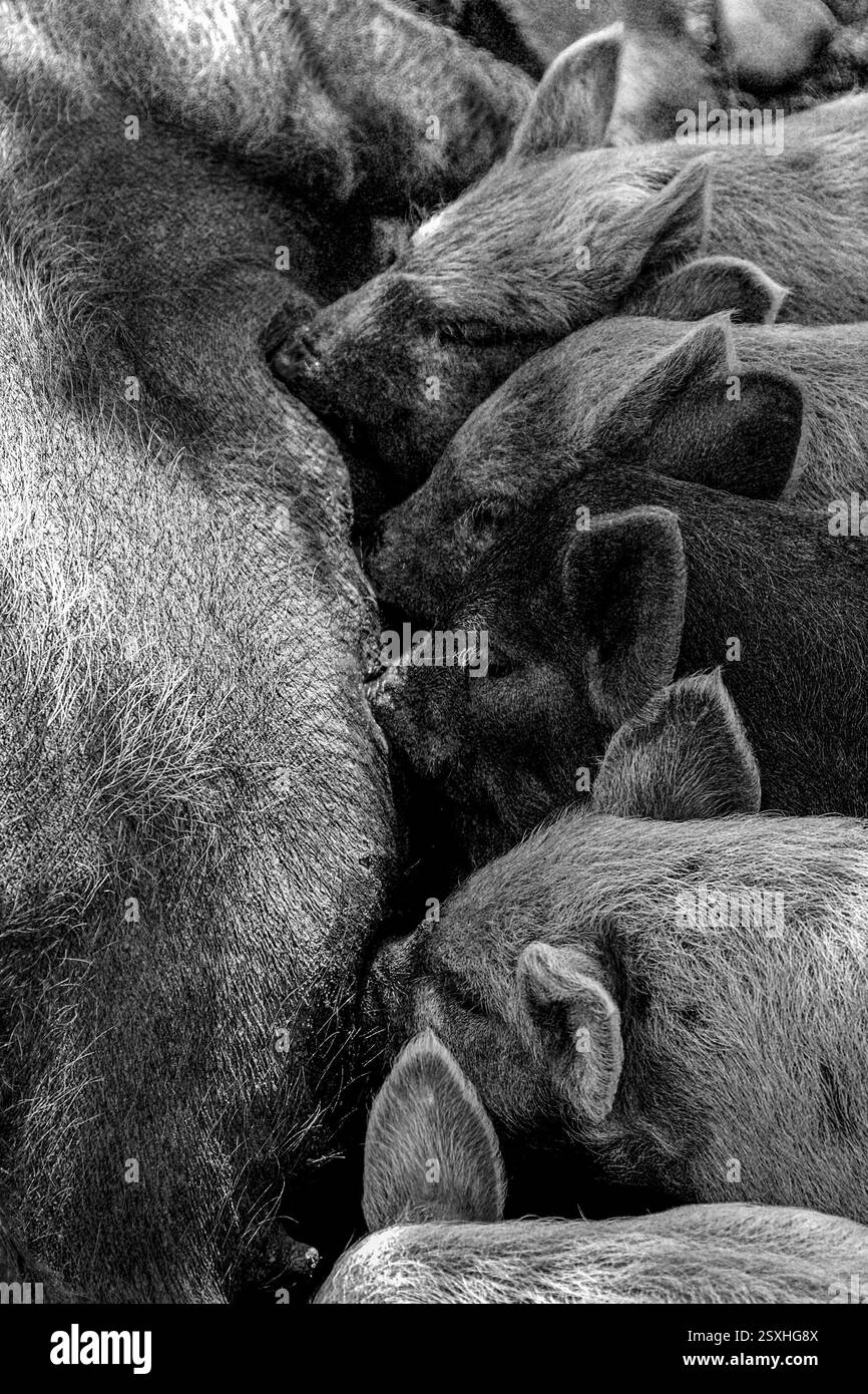 Porcelets de sanglier Banque d'images noir et blanc - Alamy
