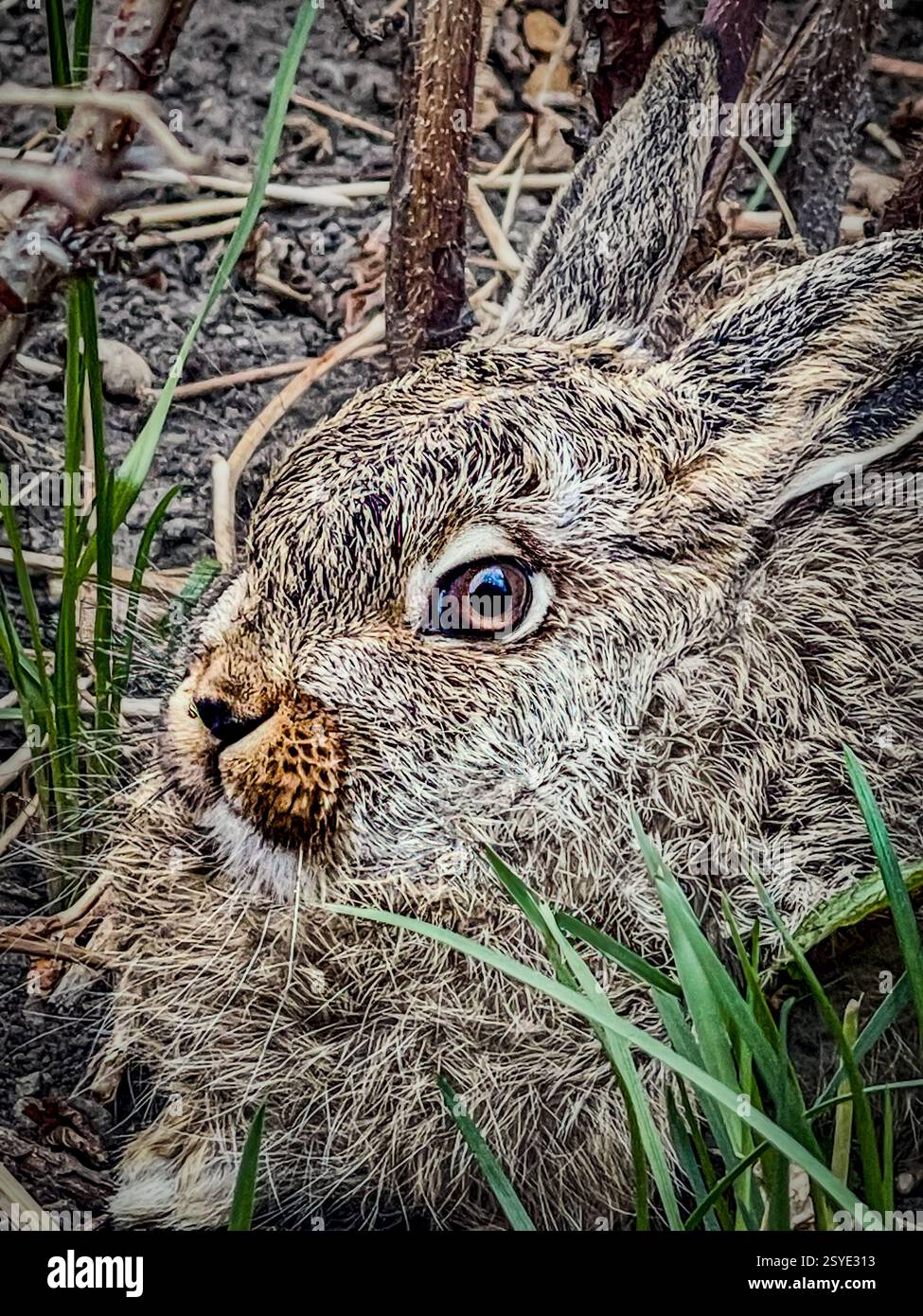 Lièvre sauvage Banque de photographies et d’images à haute résolution ...