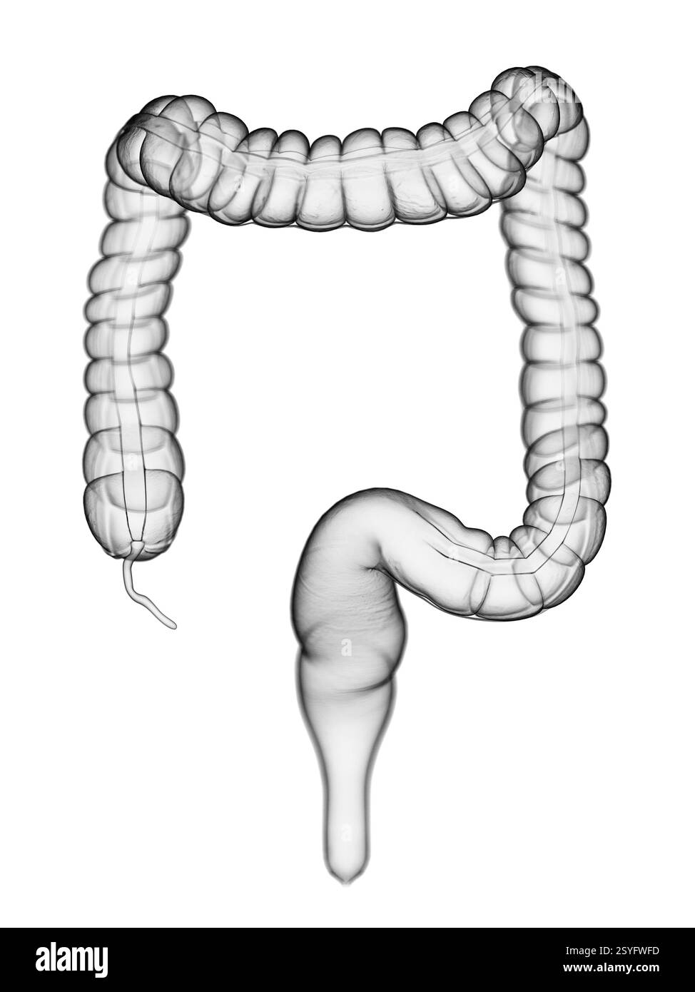 Anatomia del colon Banque d'images noir et blanc - Alamy