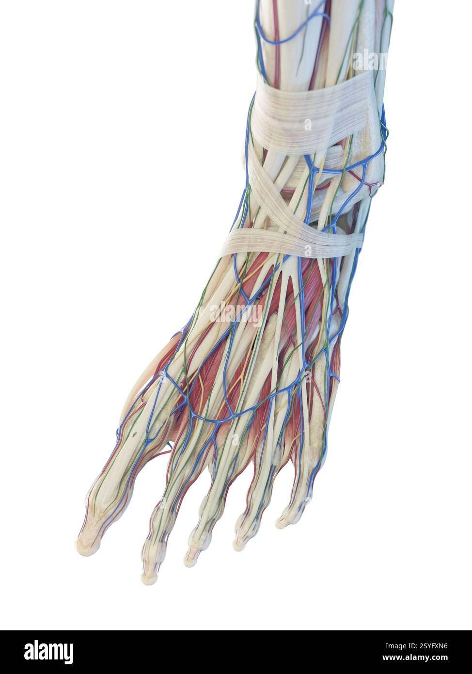 Muscles et ligaments du pied Banque de photographies et d’images à ...