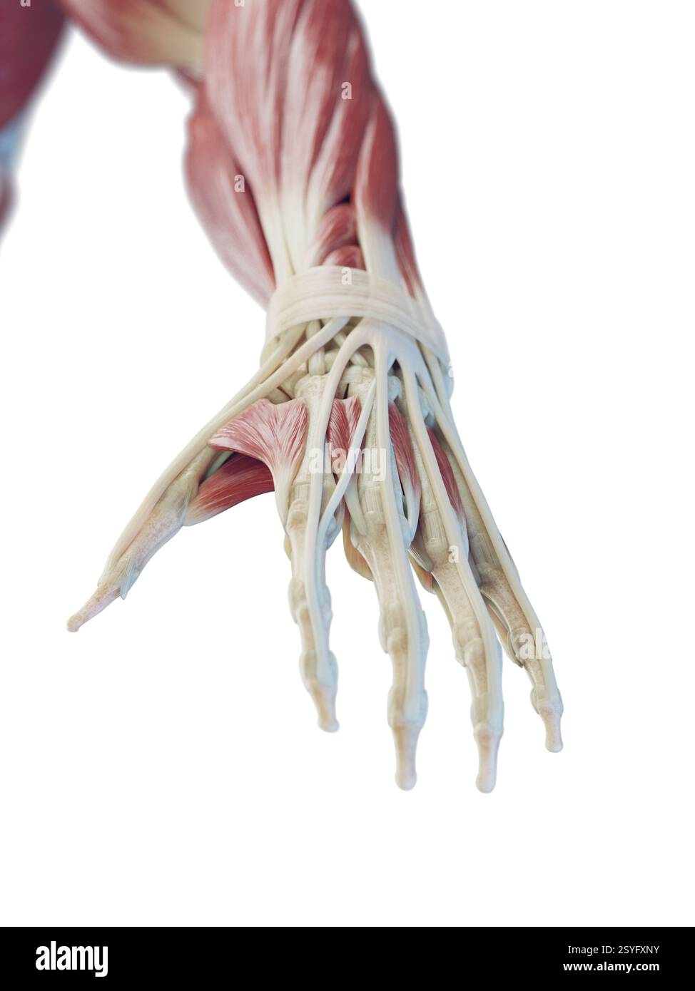 Bones and muscles Banque de photographies et d’images à haute ...