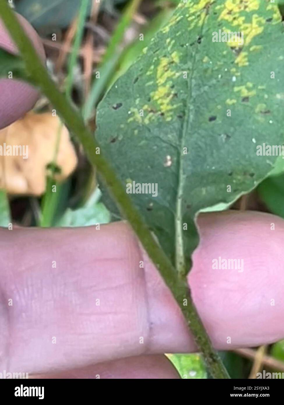 Bouquet aster (Eurybia mirabilis), Plantae, Caroline du Nord, US ...