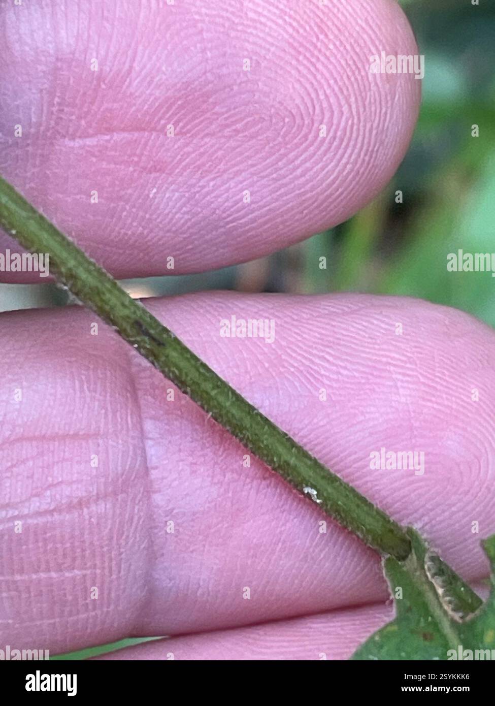 Bouquet aster (Eurybia mirabilis), Plantae, Caroline du Nord, US ...