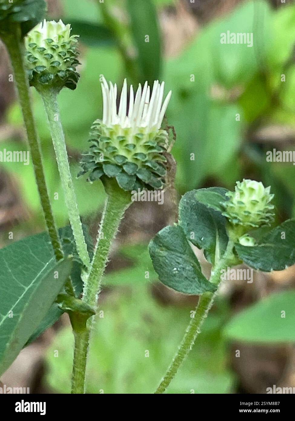 Bouquet aster (Eurybia mirabilis), Plantae, Caroline du Nord, US ...