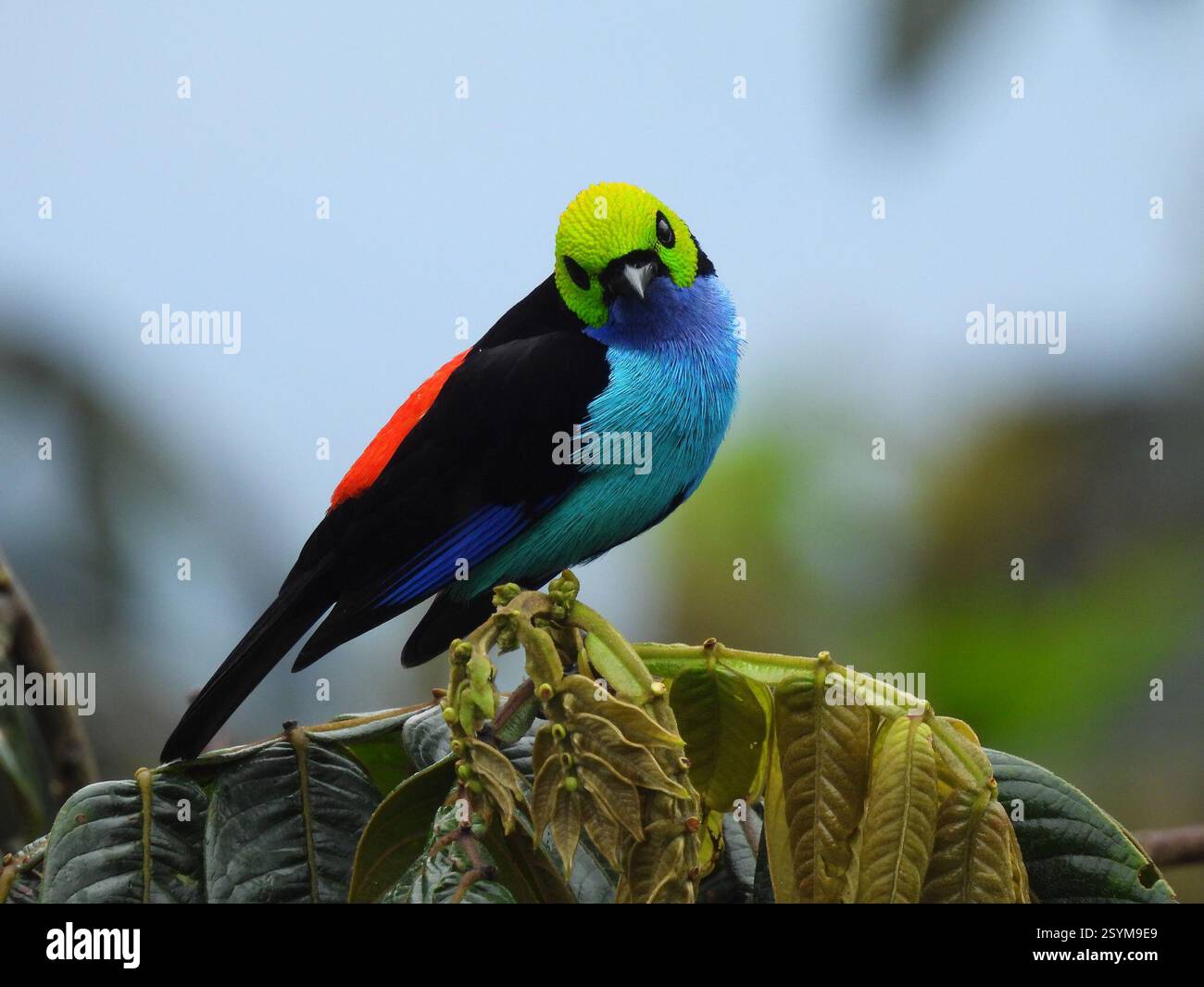 Paradise tanager (tangara chilensis) Banque de photographies et d ...