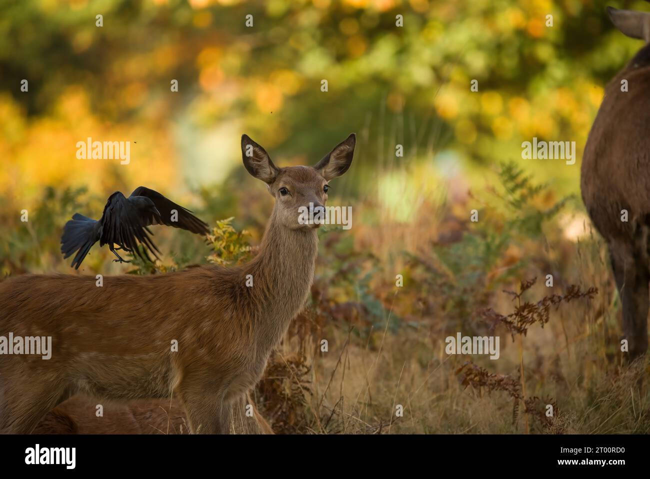 Crow atterrit sur un bébé cerf MIDDLESEX des images ATTACHANTES ...