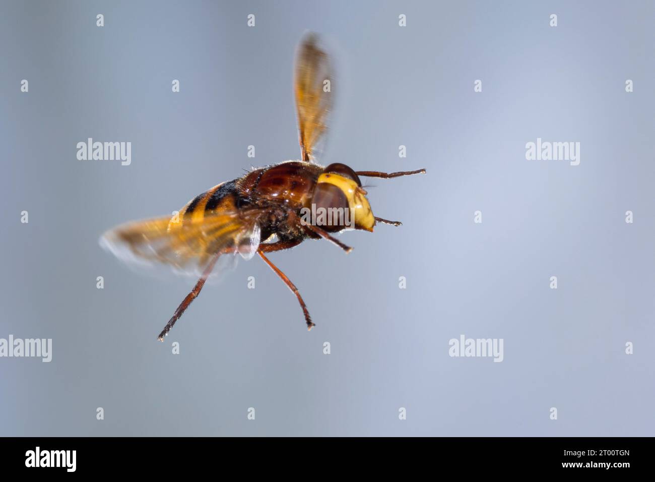 Hornissen schwebfliege Banque de photographies et d’images à haute ...