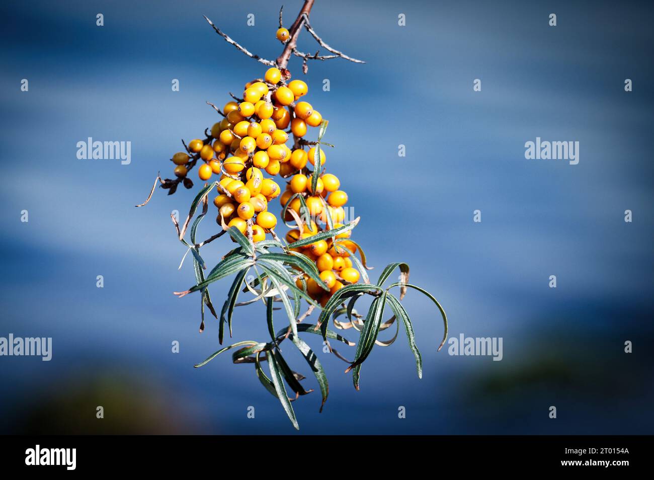 Oval fruit Banque de photographies et d’images à haute résolution - Alamy