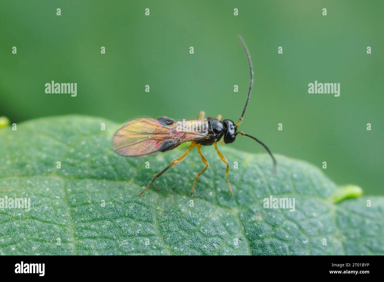 Braconid wasps braconidae Banque de photographies et d’images à haute ...