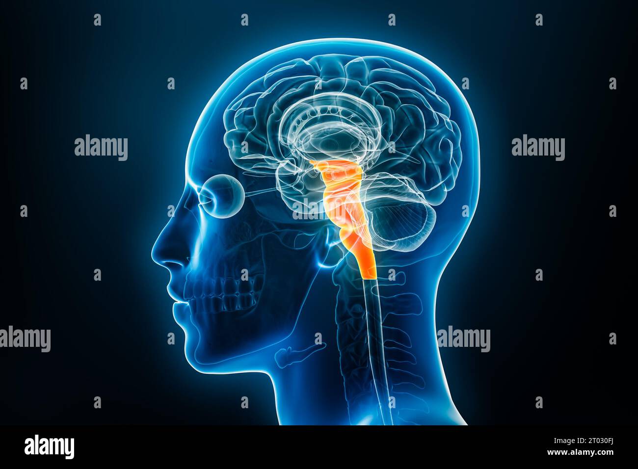 Vue De Profil Radiologique Du Tronc Cérébral Ou Du Tronc Cérébral Avec