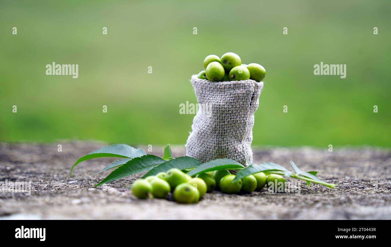 Neem azadirachta indica Banque de photographies et d’images à haute ...