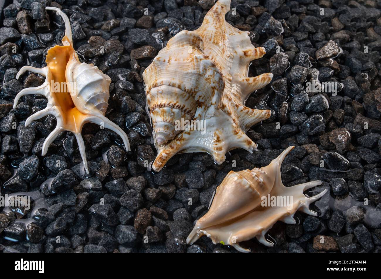 Coquille de conque scorpion lambis scorpius Banque de photographies et ...