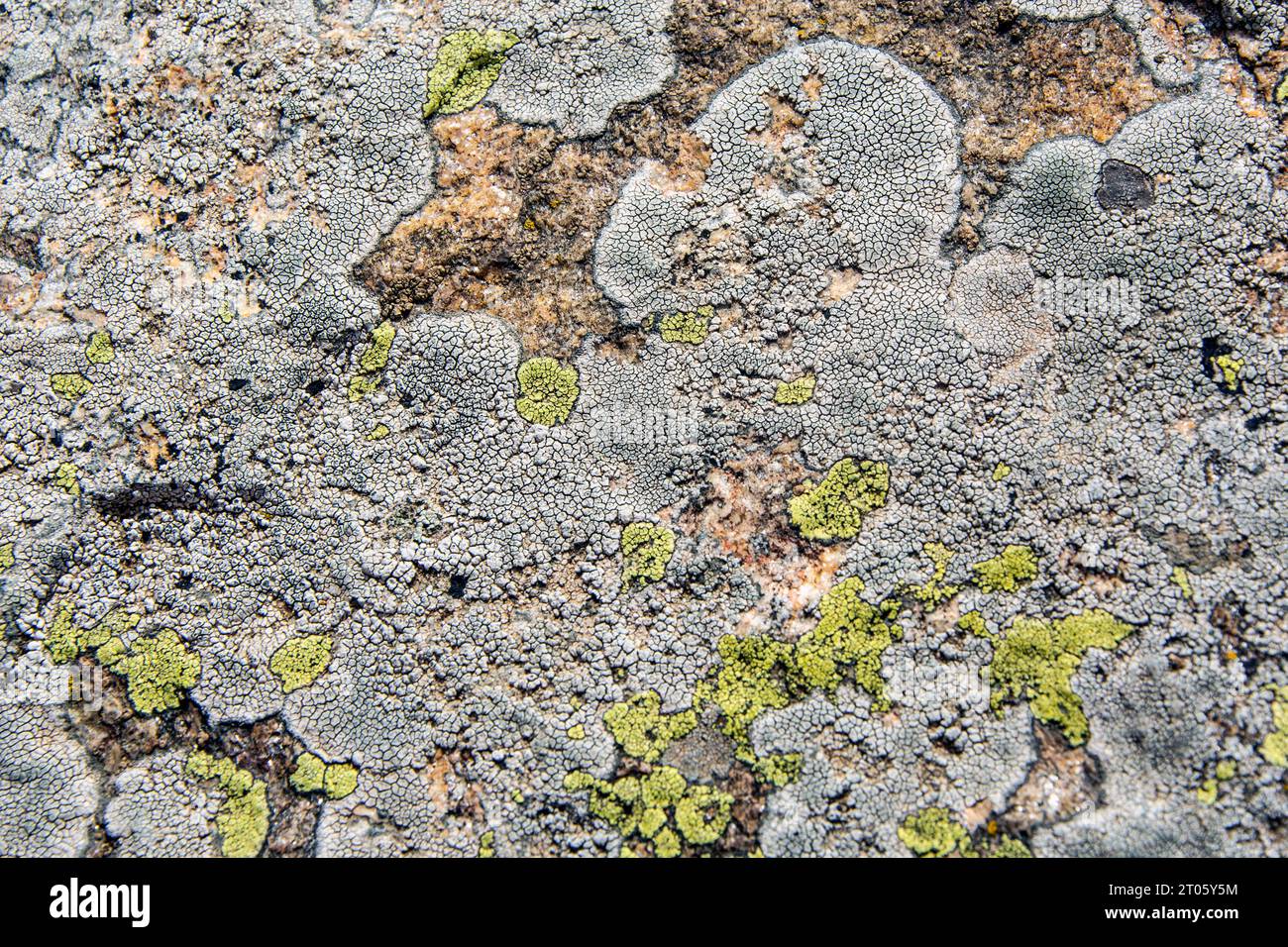 Mousse et lichen sur rocher Banque de photographies et d’images à haute ...