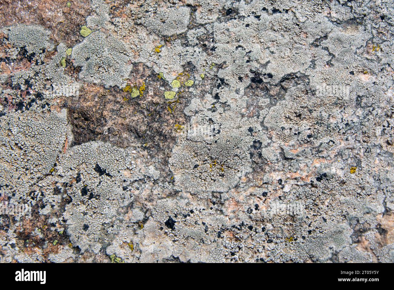 Mousse et lichen sur rocher Banque de photographies et d’images à haute ...