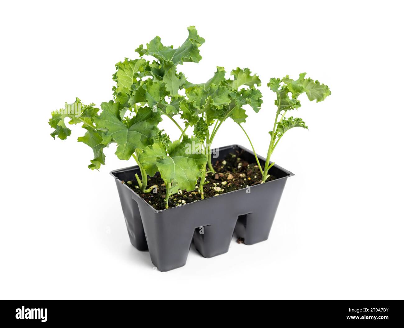 Plantes de chou frisé en plateau de graines, prêtes à planter ou à ...