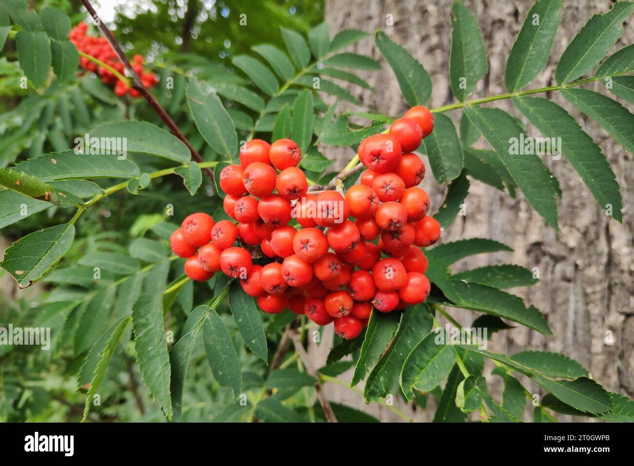 Sorbus aucuparia, communément appelé rowan et mountain-ash, est une ...