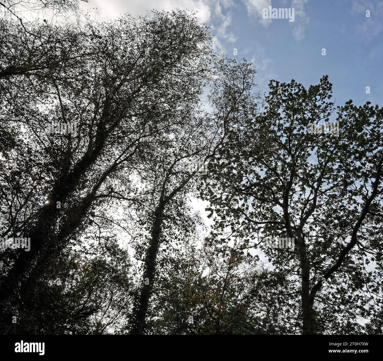 Une canopée d'arbres à Dewerstone Woods, Shaugh Bridge, en bordure de ...