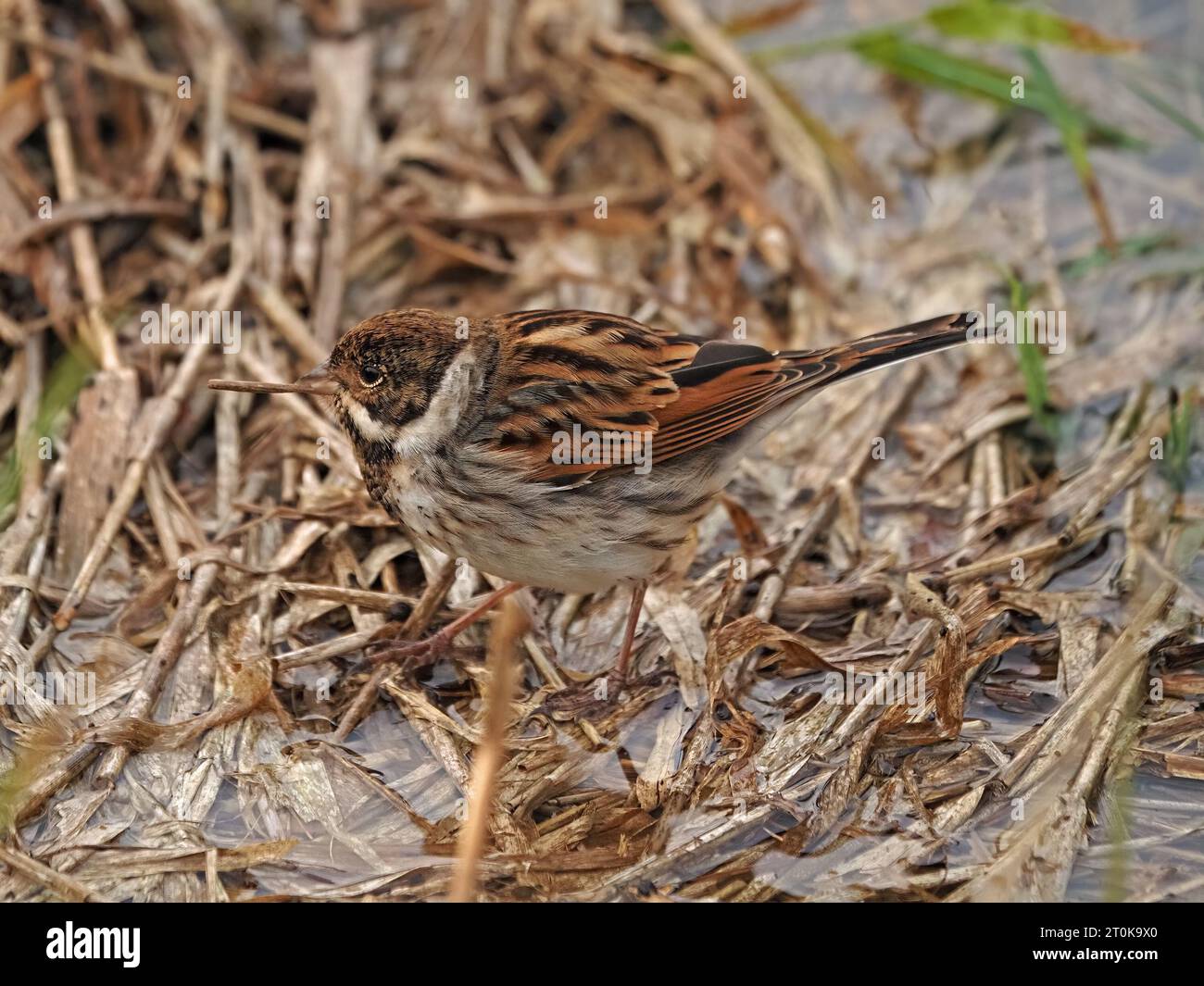 Ramasser des roseaux Banque de photographies et d’images à haute ...