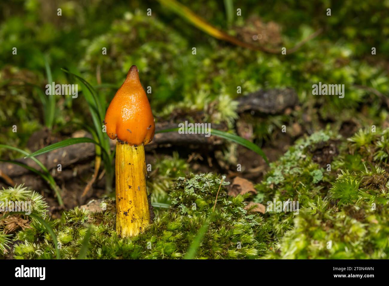 Bouchon conique en cire ou hygrocybe conique Banque de photographies et ...