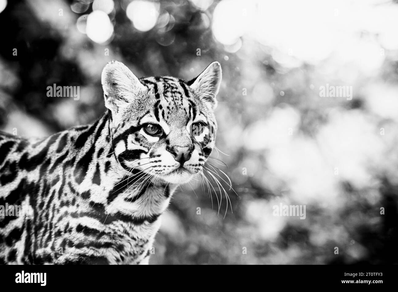 Ocelot head Banque d'images noir et blanc - Alamy