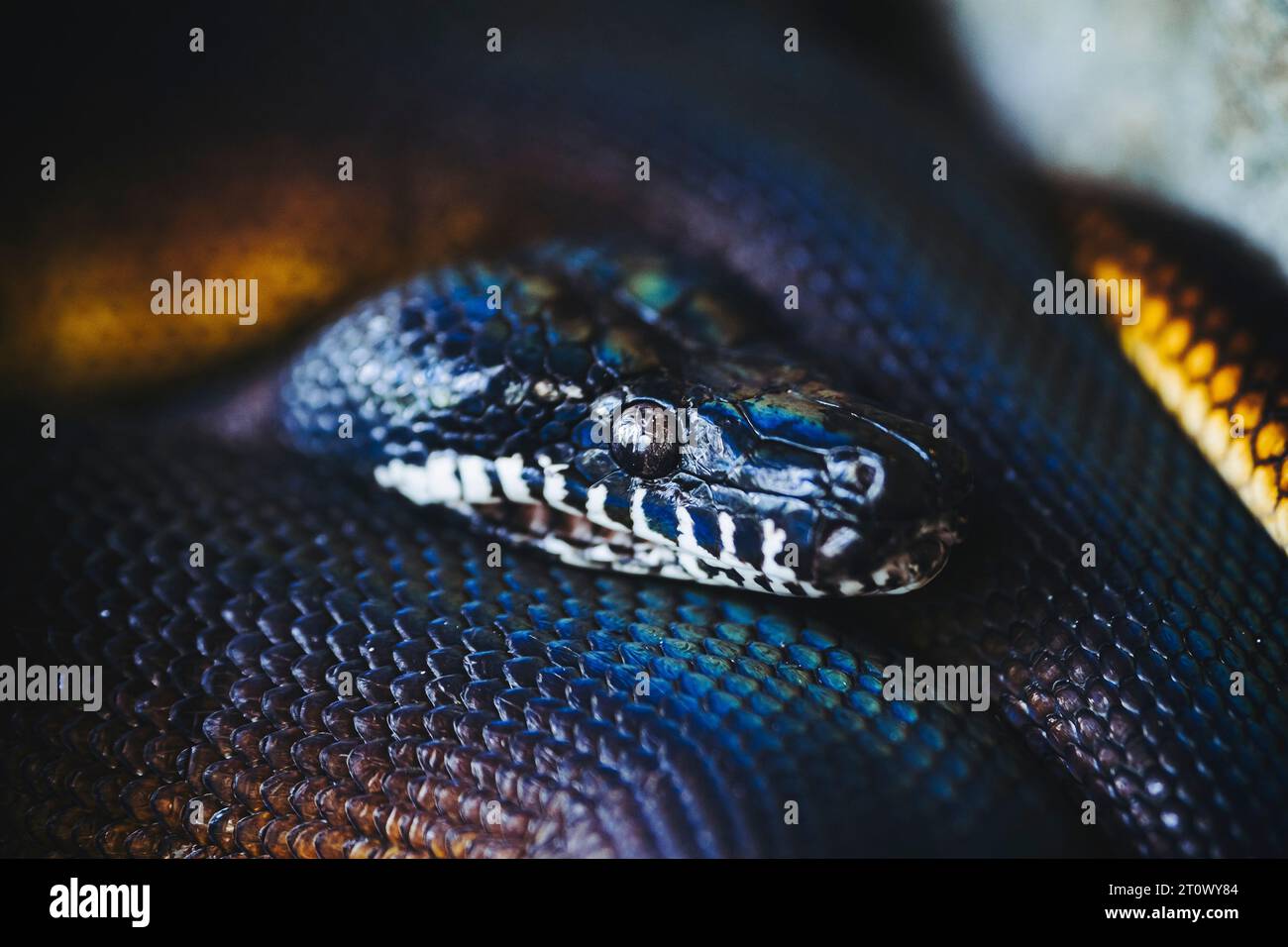 Bothrochilus albertisii Banque de photographies et d’images à haute ...