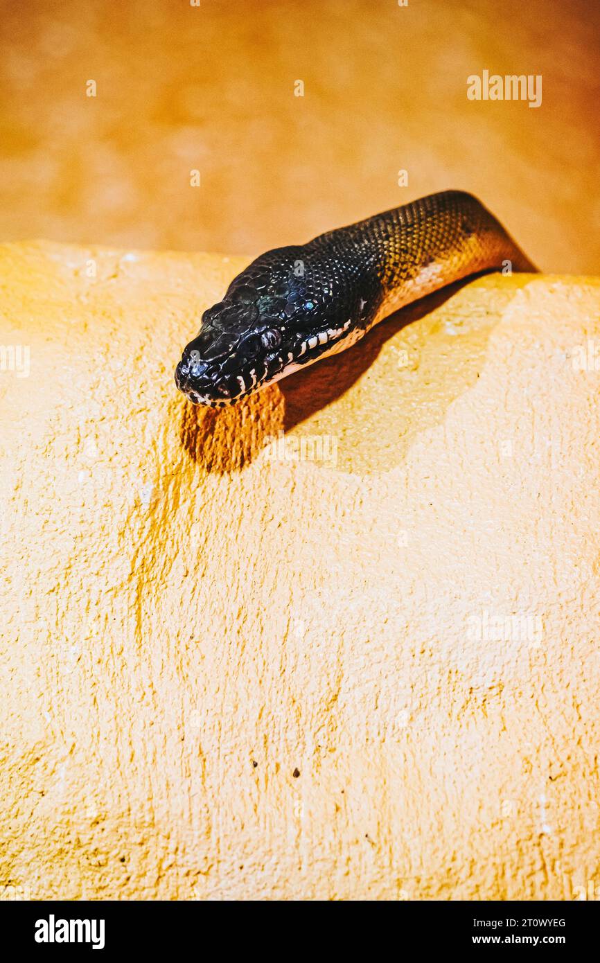 Bothrochilus albertisii Banque de photographies et d’images à haute ...