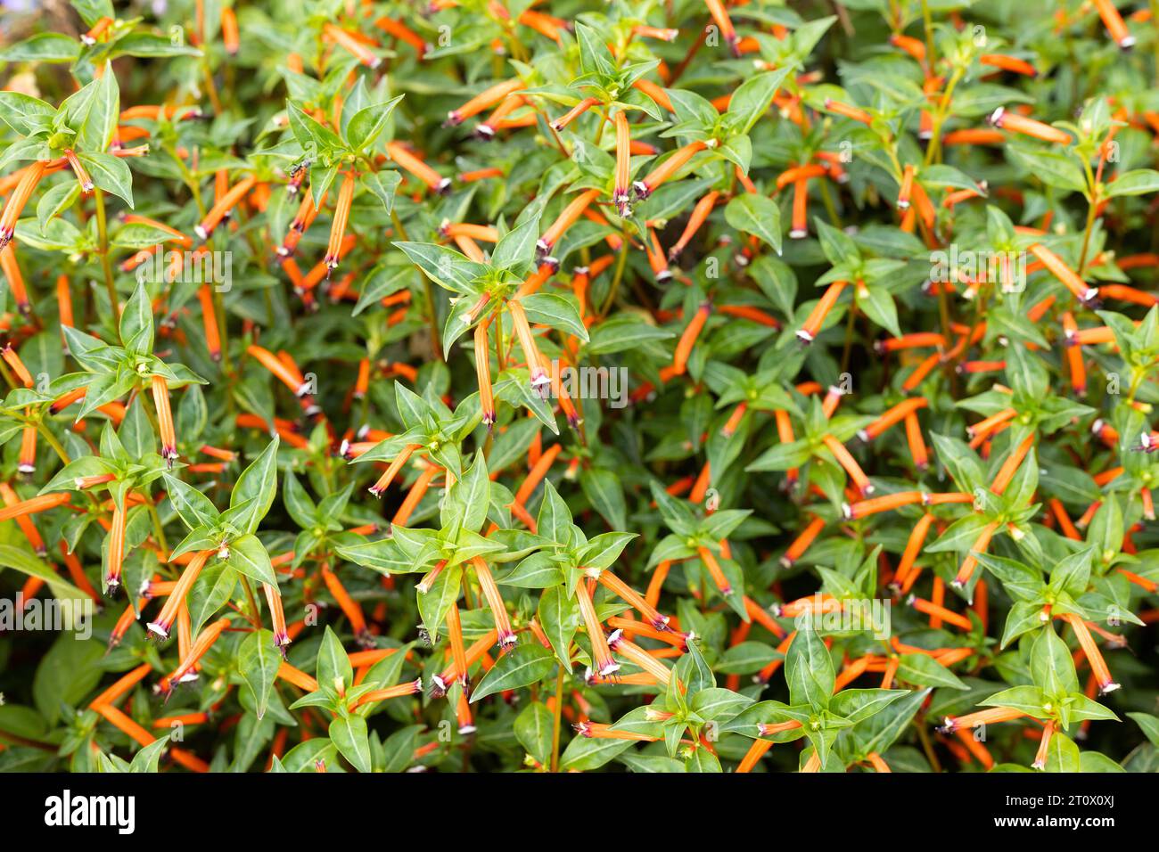 Cuphea ignea Banque de photographies et d’images à haute résolution - Alamy
