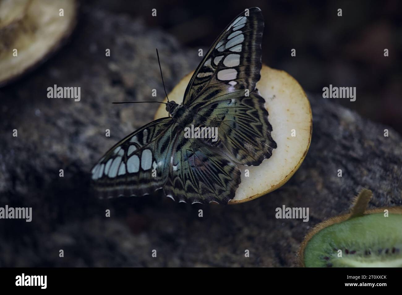Papillons se nourrissant de fruits Banque de photographies et d’images ...