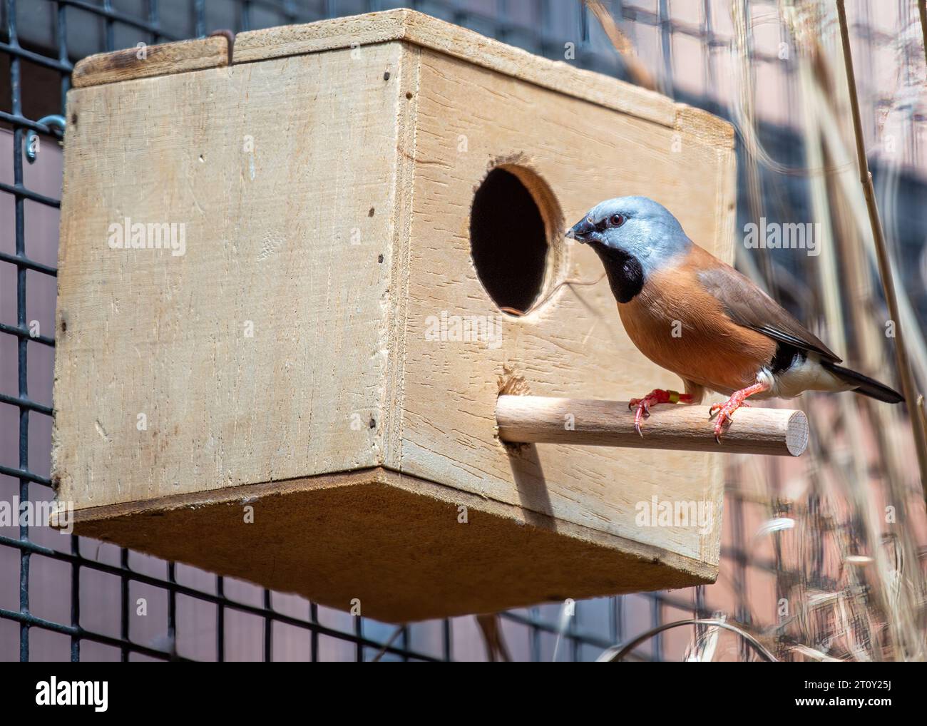 L'exquis Finlandais à gorge noire, Poephila cincta, originaire d ...