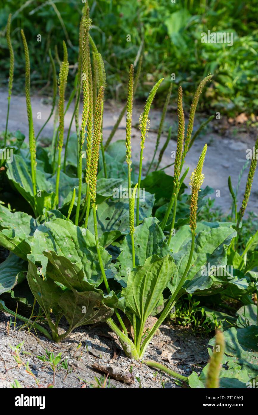 Plantago borysthenica Banque de photographies et d’images à haute ...
