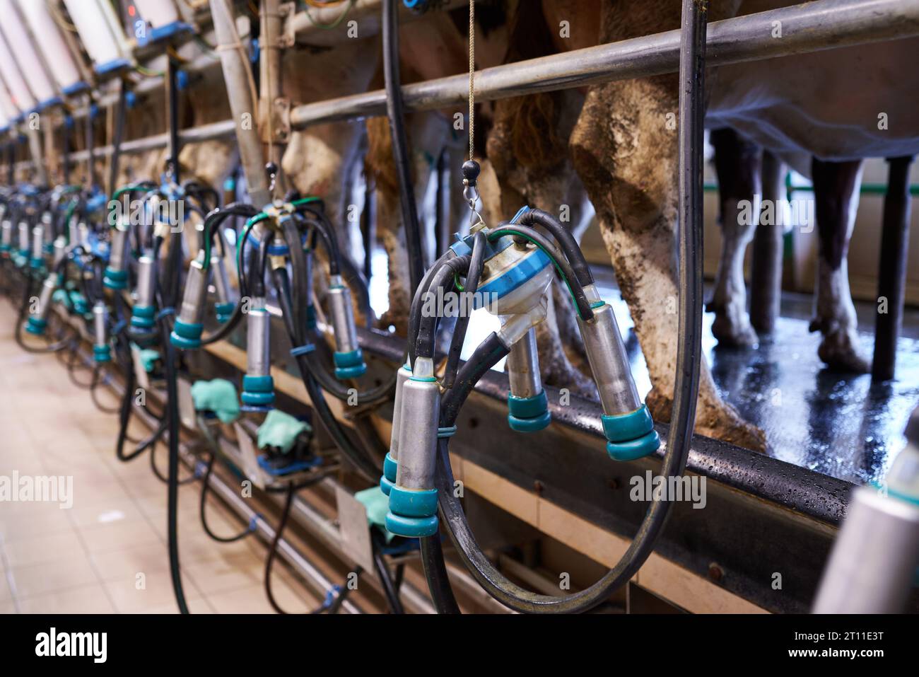 Machine à traire Banque de photographies et d’images à haute résolution - Page 2 - Alamy