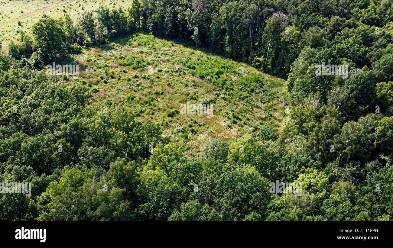 Lieu d'abattage des arbres dans la forêt, un défrichement. Vue aérienne ...