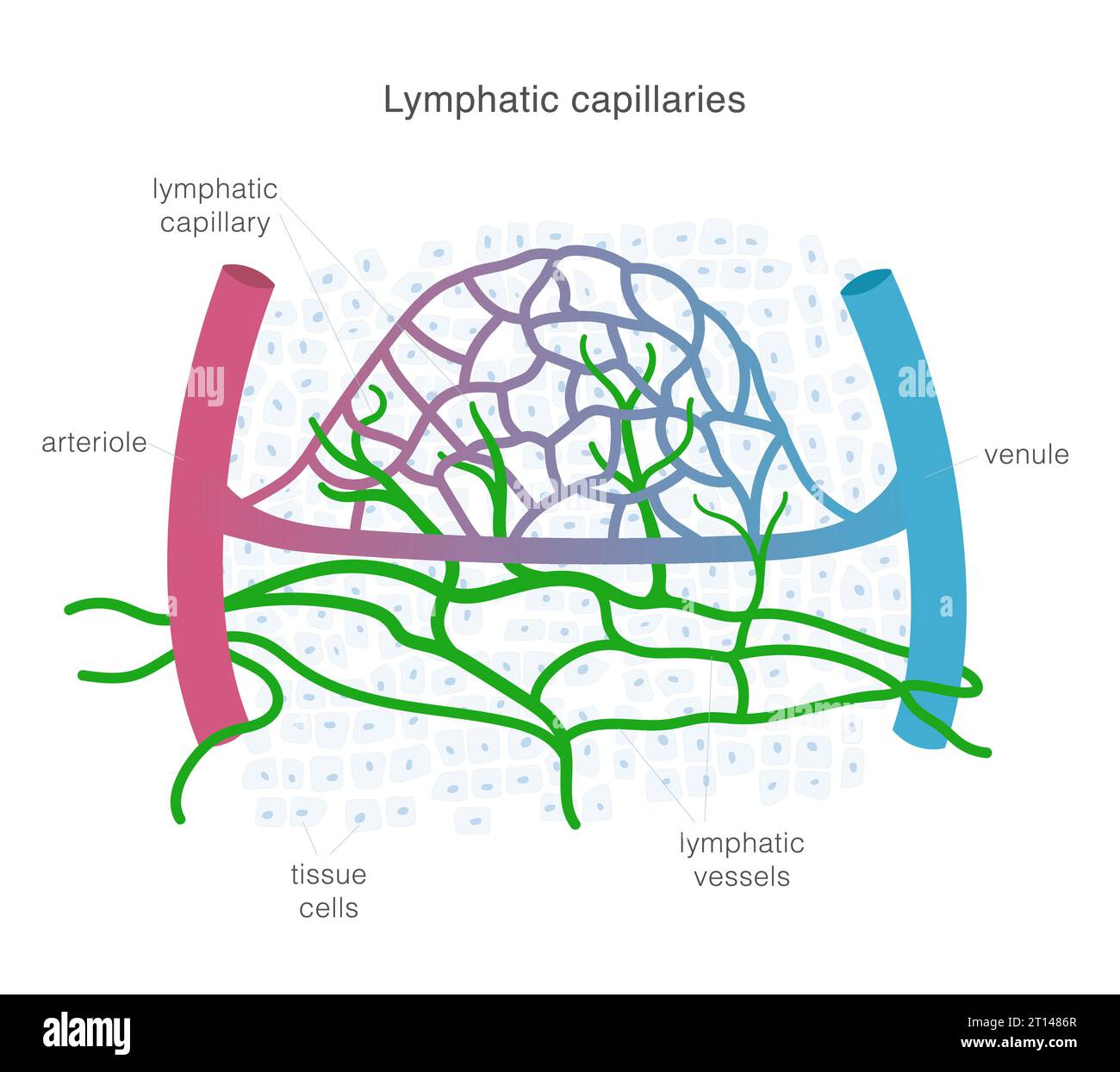 Système lymphatique des capillaires et vaisseaux en complexe avec les ...
